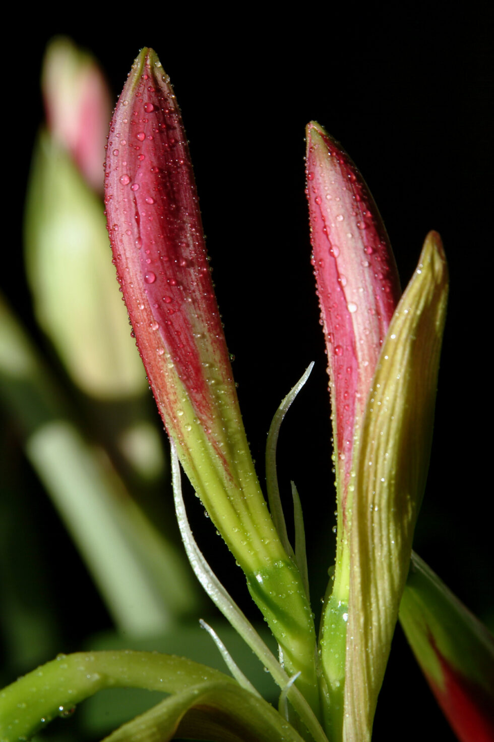 Al-Fin Photography | Al-Fin Photography